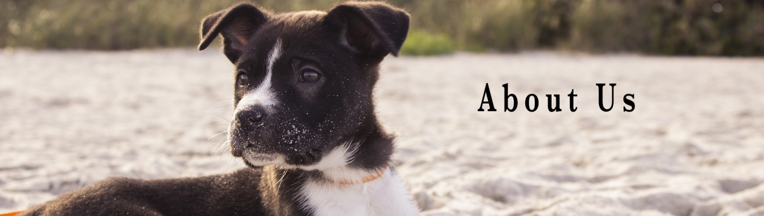 About Us - K9 Connection