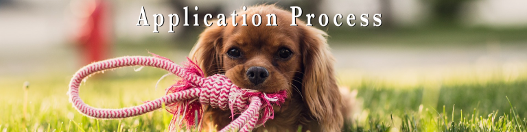 Apply - K9 Connection